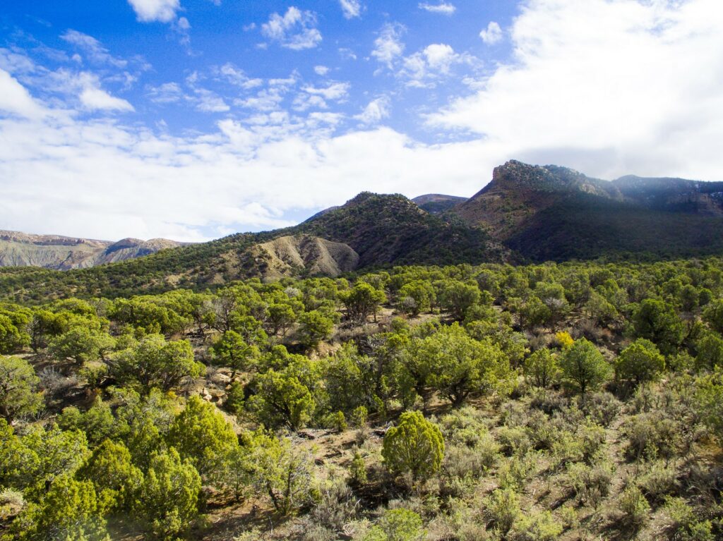 Southwest Colorado Elk Hunting - Mesa Verde Ranch - M4 Ranch Group