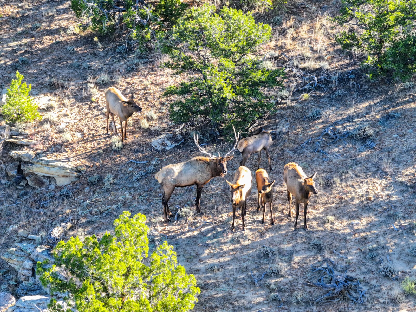 Rockin Broken Arrow Ranch For Sale New Mexico | 10,025 Acres