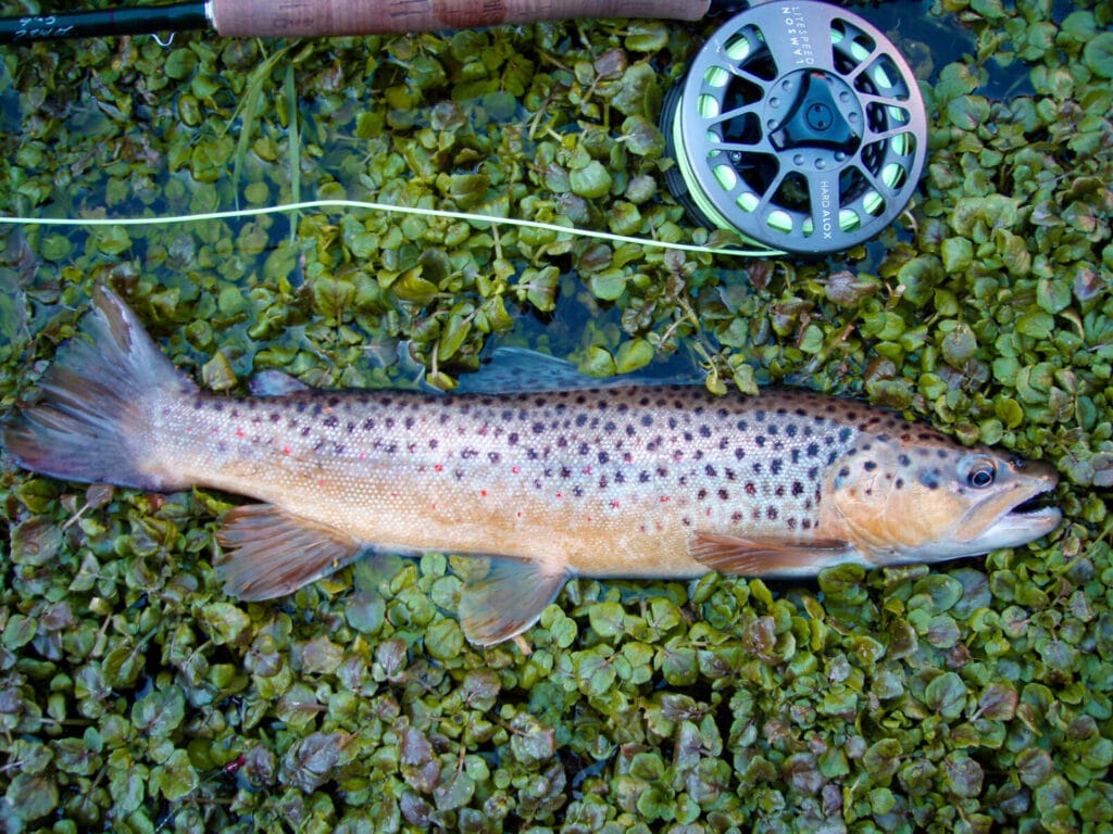 Brown Trout Ranch For Sale in Colorado | Fishing | Live Water