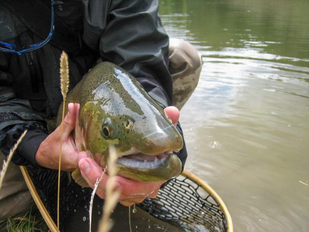 Brown Trout Ranch For Sale in Colorado | Fishing | Live Water