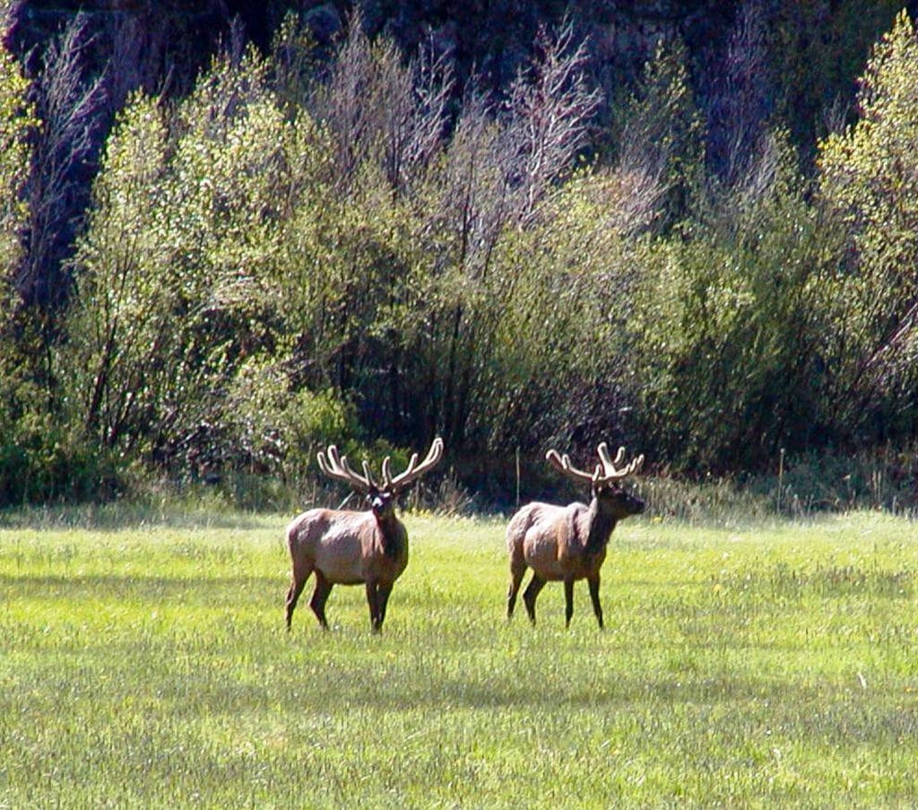 Brown Trout Ranch For Sale in Colorado | Fishing | Live Water