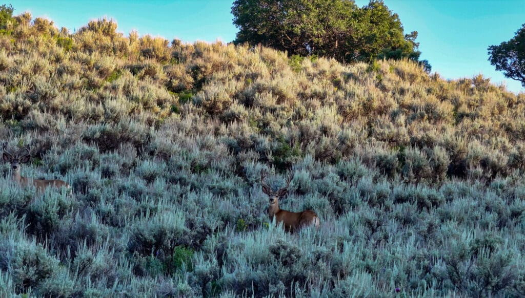 Big Ragged Mountain Ranch For Sale Colorado | 3760± Acres