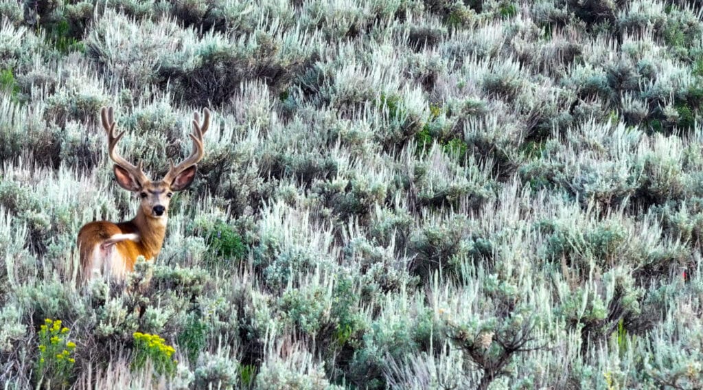 Big Ragged Mountain Ranch For Sale Colorado | 3760± Acres