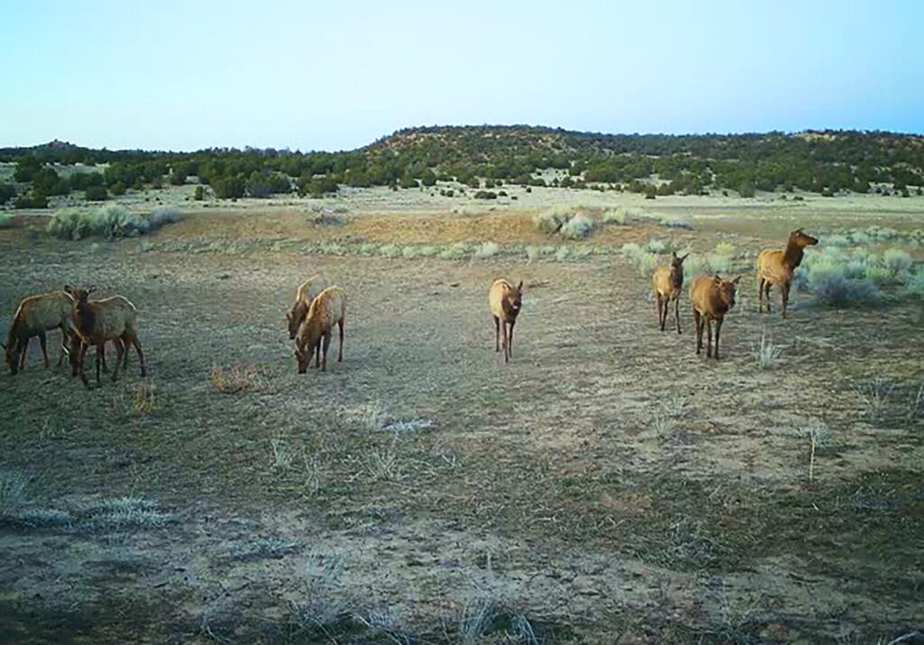 Elk Crossing Ranch For Sale NM | New Mexico Ranches For Sale