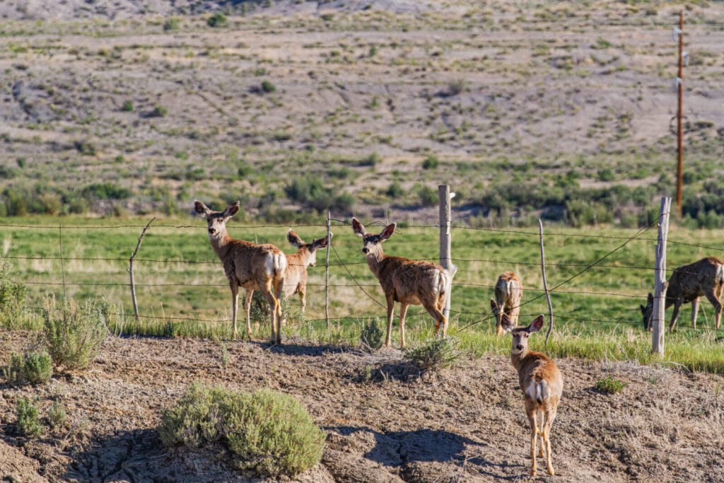 North Fork Peaks Ranch For Sale Colorado | M4 Ranch Group