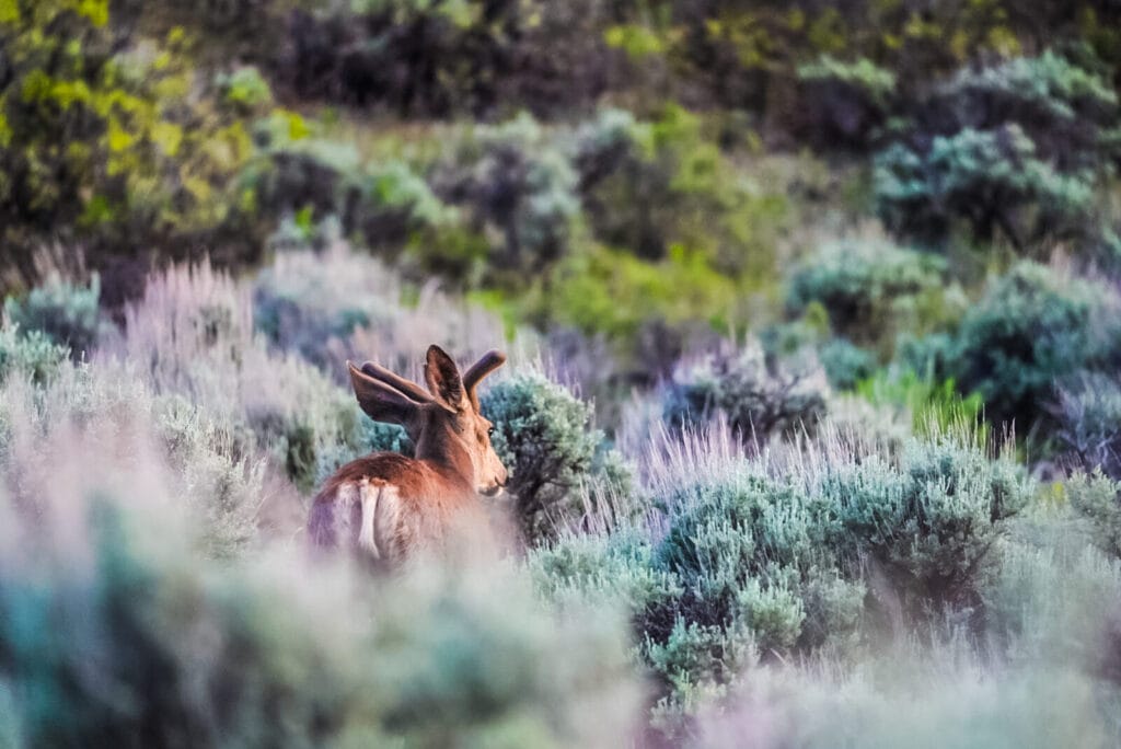 Pinnacle View Ranch For Sale in Colorado | M4 Ranch Group