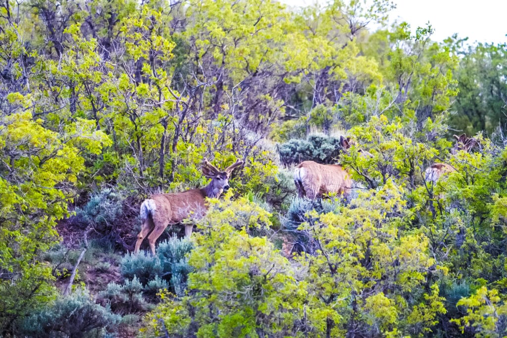 Pinnacle View Ranch For Sale in Colorado | M4 Ranch Group