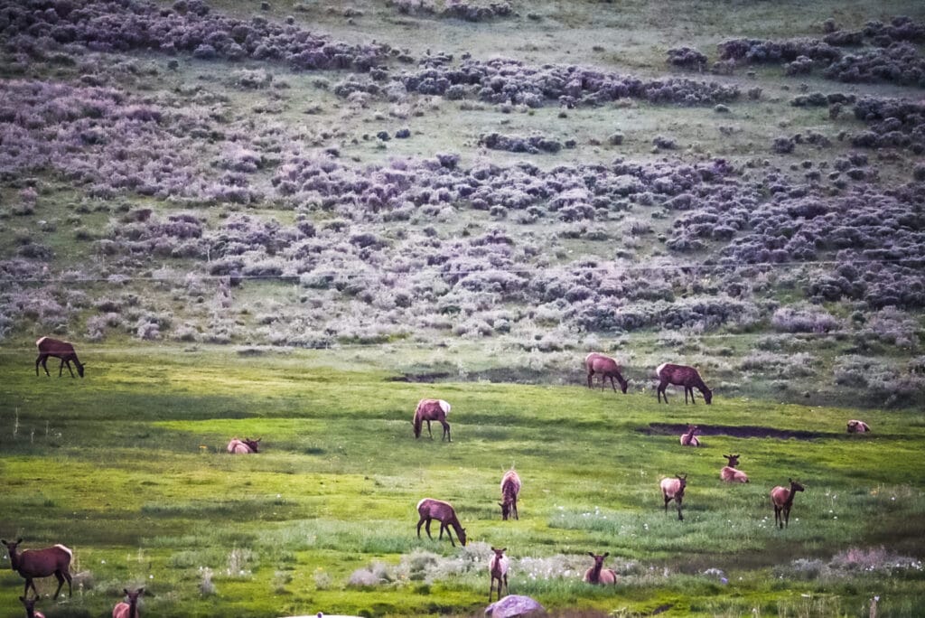 Pinnacle View Ranch For Sale in Colorado | M4 Ranch Group