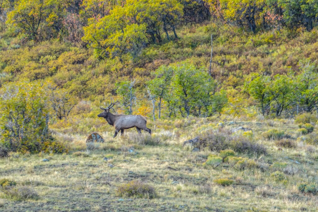 Spruce Mountain Ranch | Colorado Ranch For Sale | M4 Ranch Group
